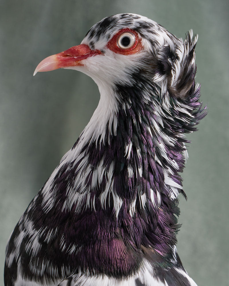 Pigeon Palace: Art Prints of Show Pigeons