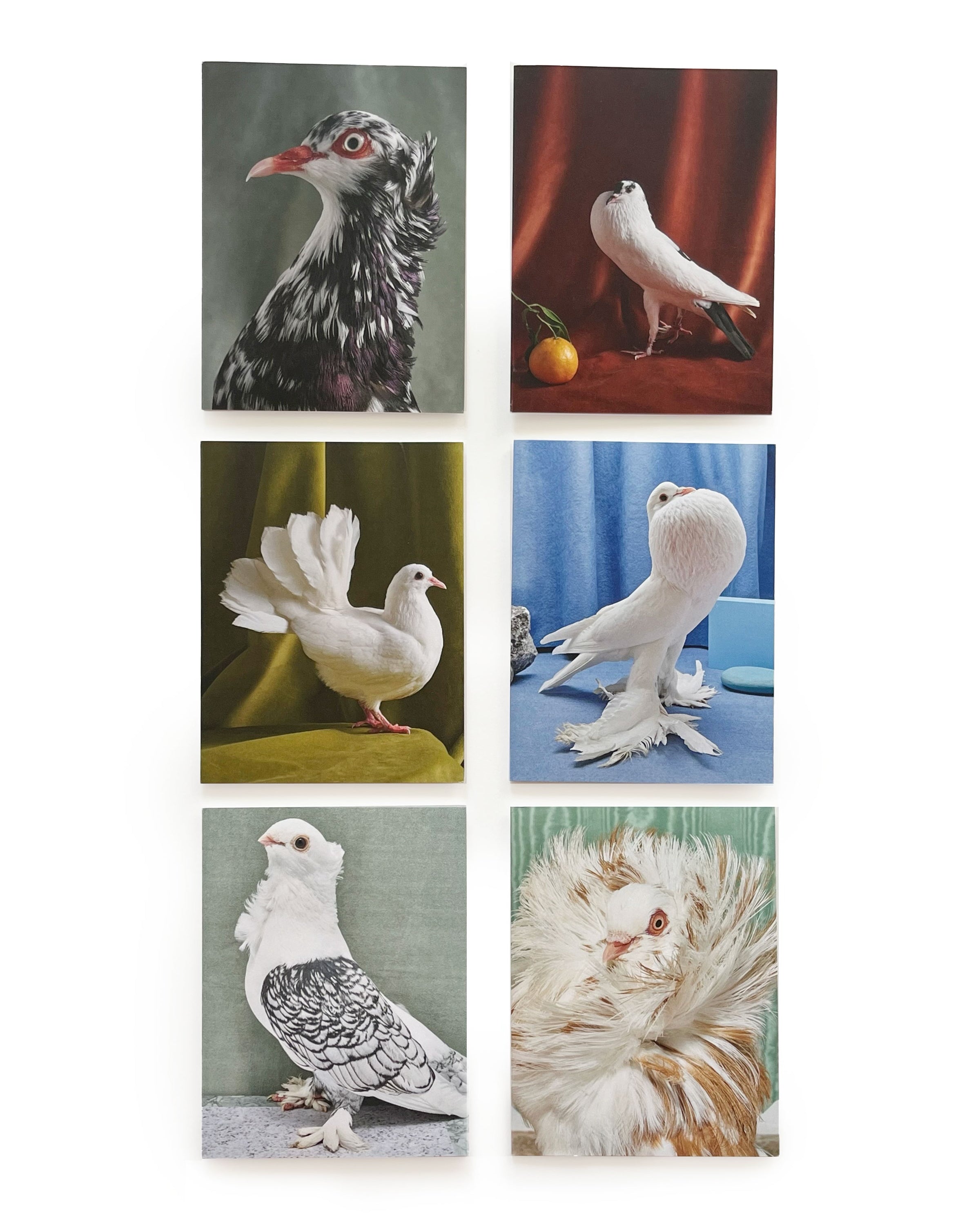 Pigeon Palace: Art Prints of Show Pigeons