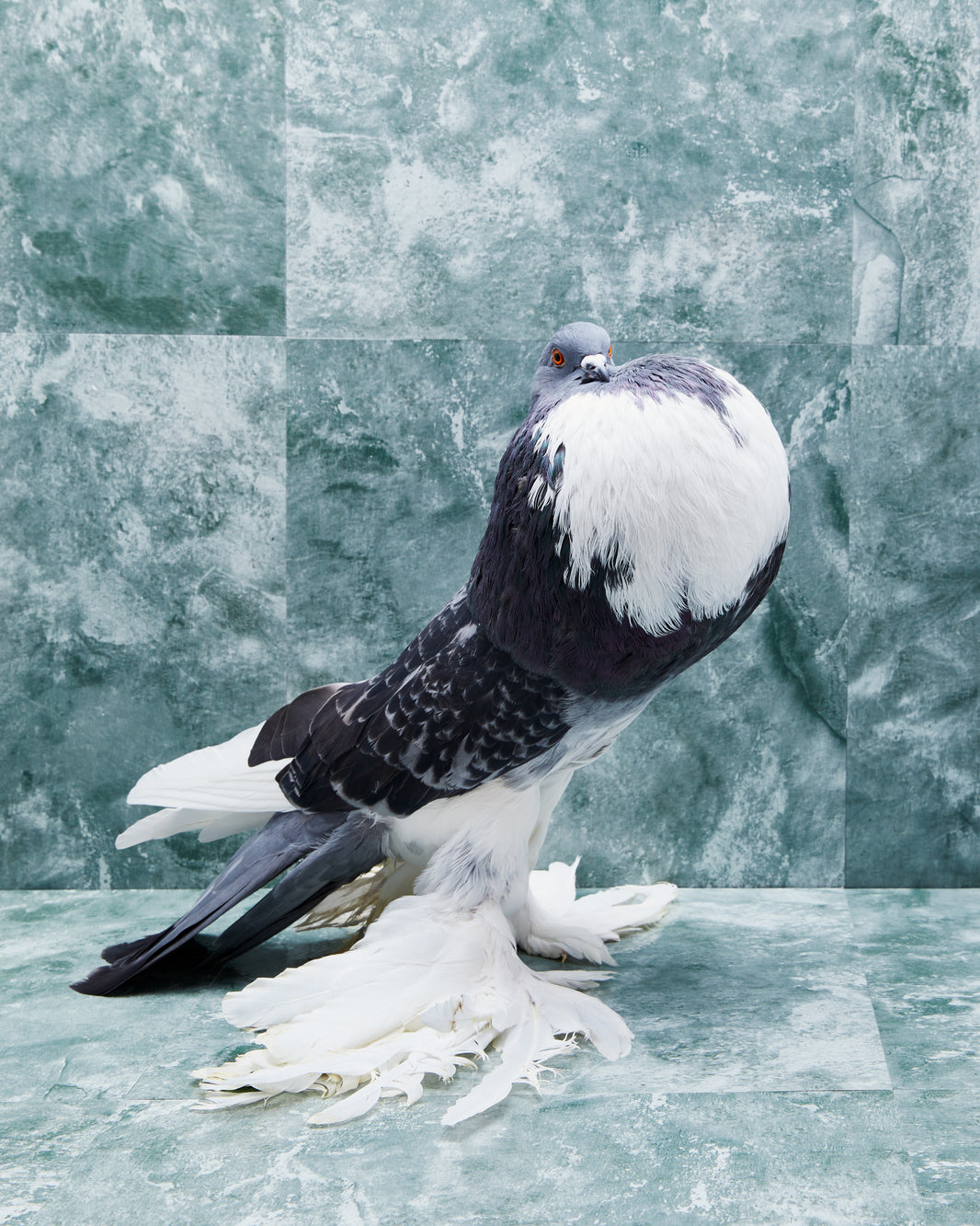 Pigeon Palace: Art Prints of Show Pigeons